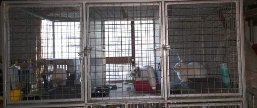 Ofering Rabbit Boarding on Central Coast|Brittspettaxi.com.au